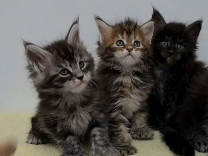 Шикарные кунята