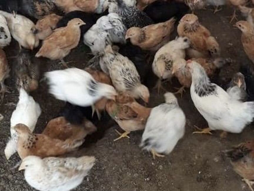 Цыплята (1,5 и 4 месяца)