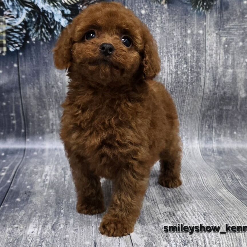 Той-пудель, щенок