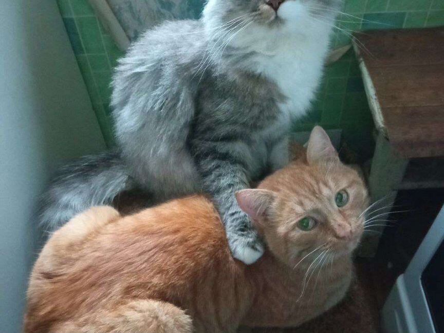 Отдам британку