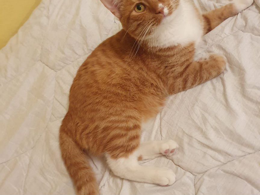 Кот