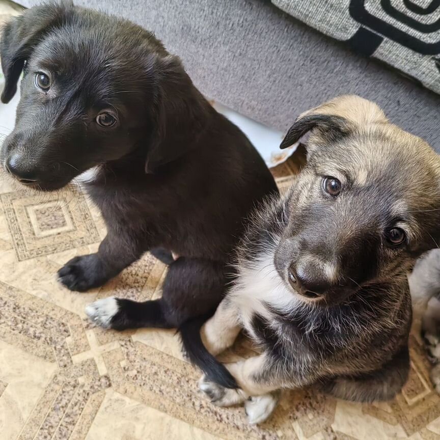 Щенок в добрые руки