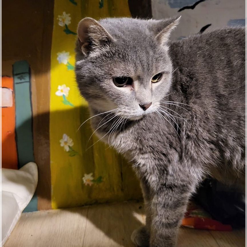 Спокойный, ласковый кот Дэни