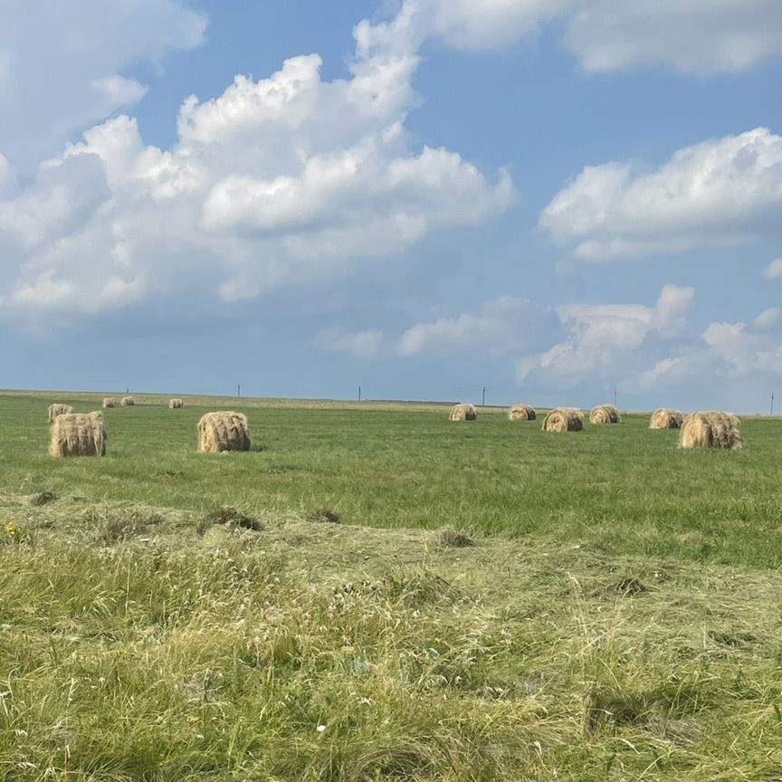 Сено в рулонах