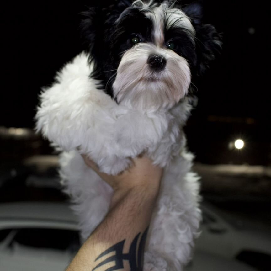 Йоркширский терьер, щенок