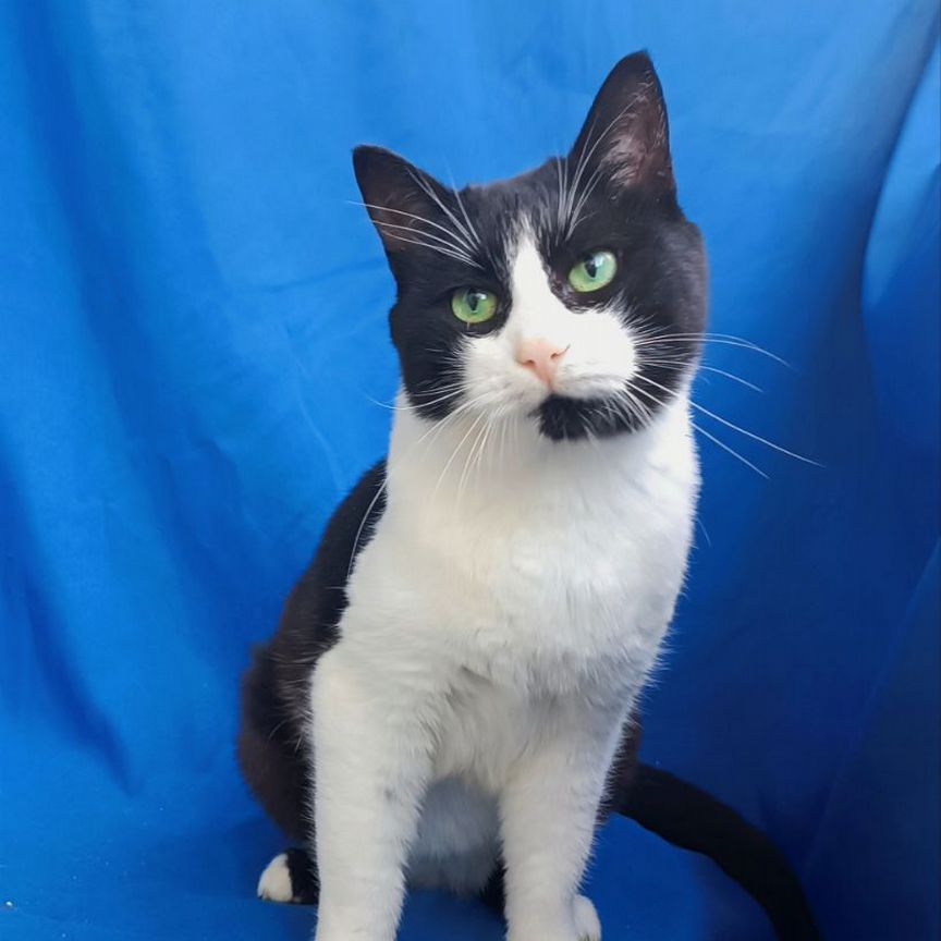 Чудо-Геральт с глазами-изумрудами ищет дом