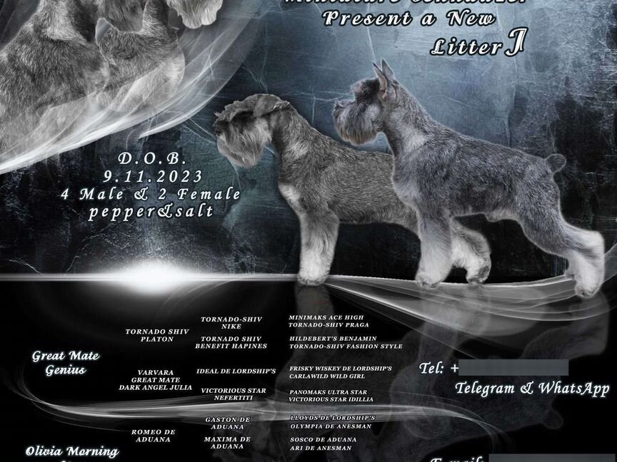 Цвергшнауцер щенки