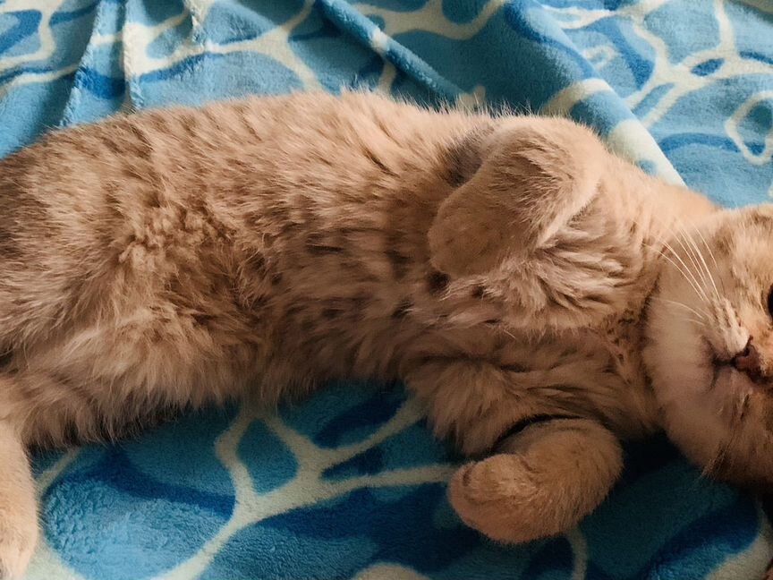 Шотландская вислоухая кошка