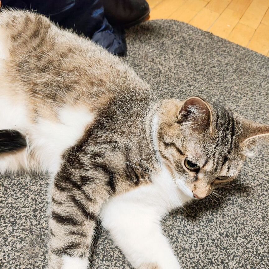 Котята в добрые руки бесплатно