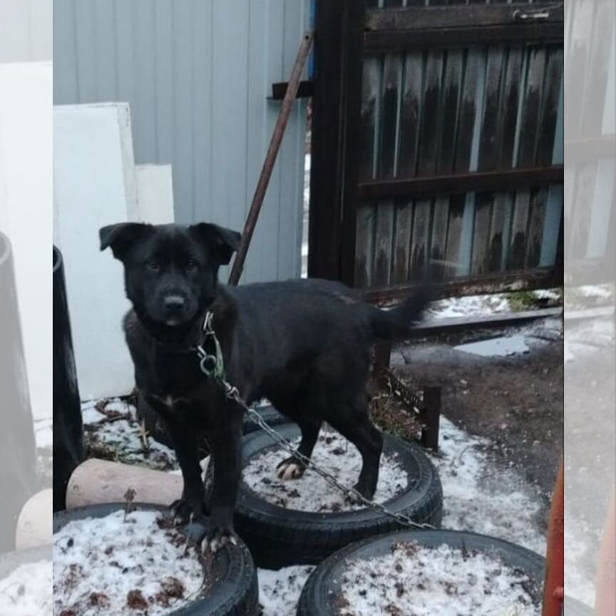 Щенок в добрые руки