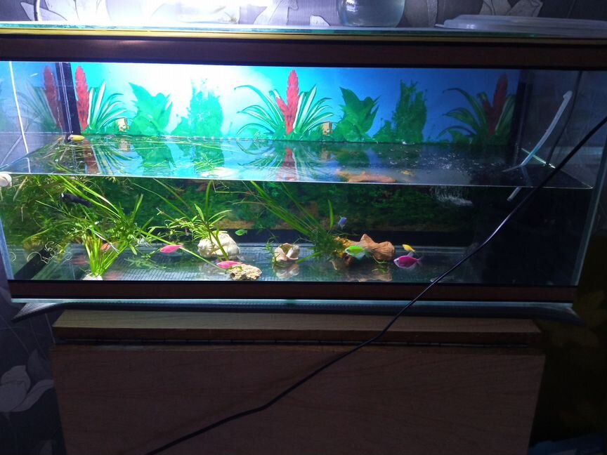 Аквариум с рыбками
