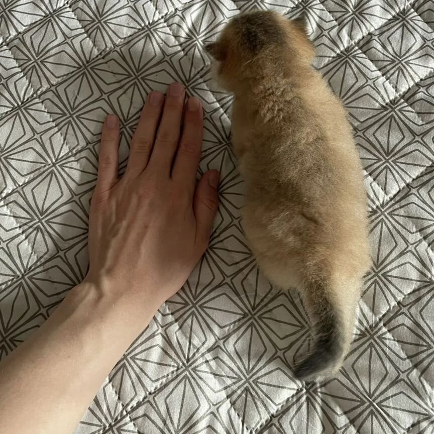 Шотландский вислоухий короткошёрстный котёнок