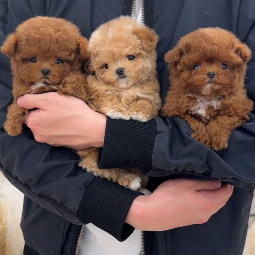 Мальтипу супер эксклюзив корея