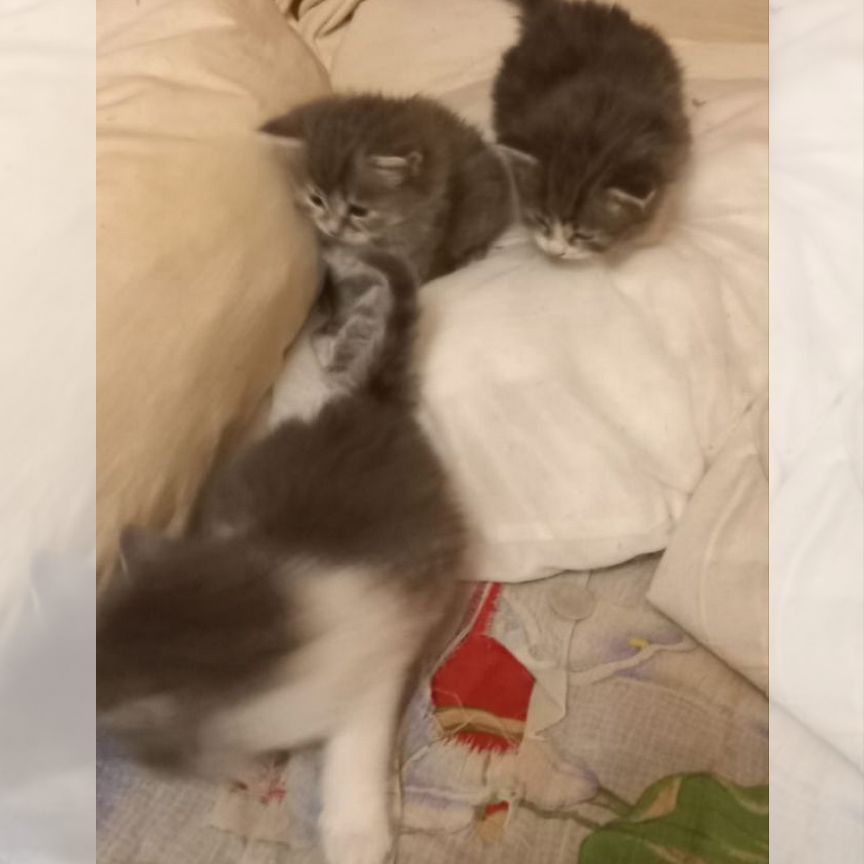 Котята в добрые руки
