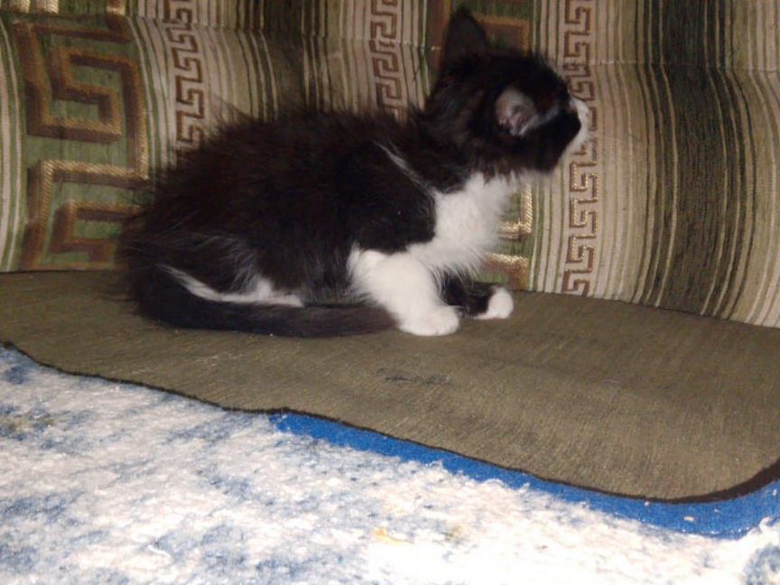 Котенок в семью