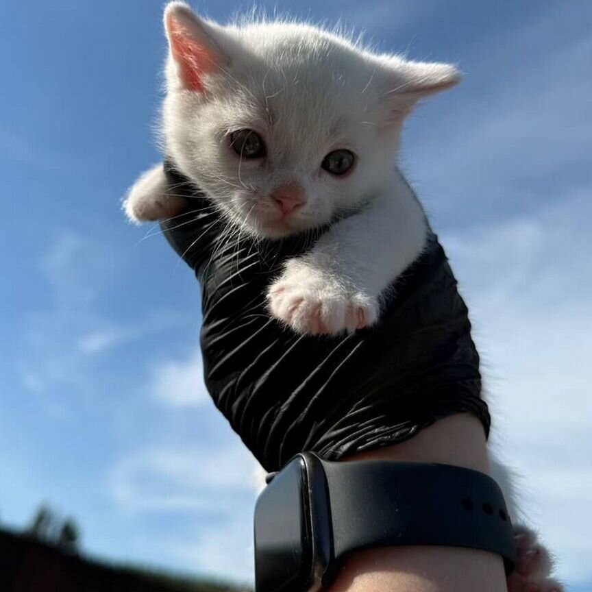 Котёнок в добрые руки