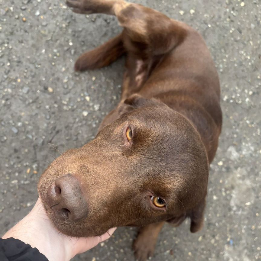 Шоколадный лабрадор