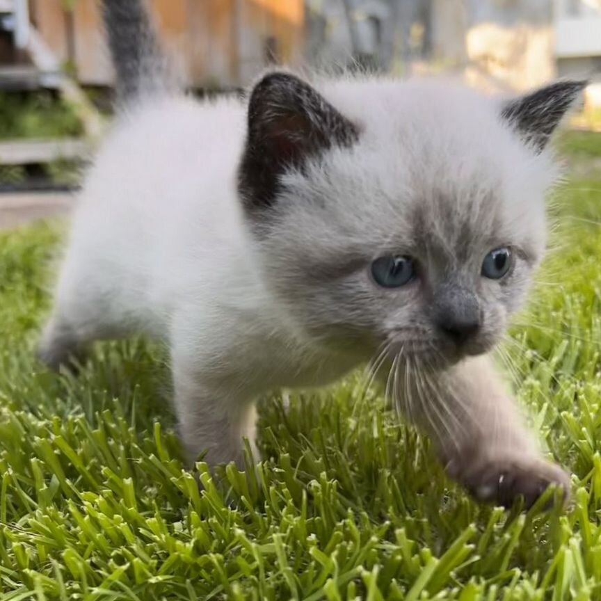 Котята