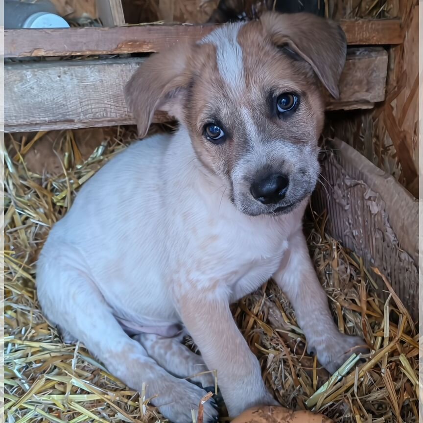 Щенок в добрые руки