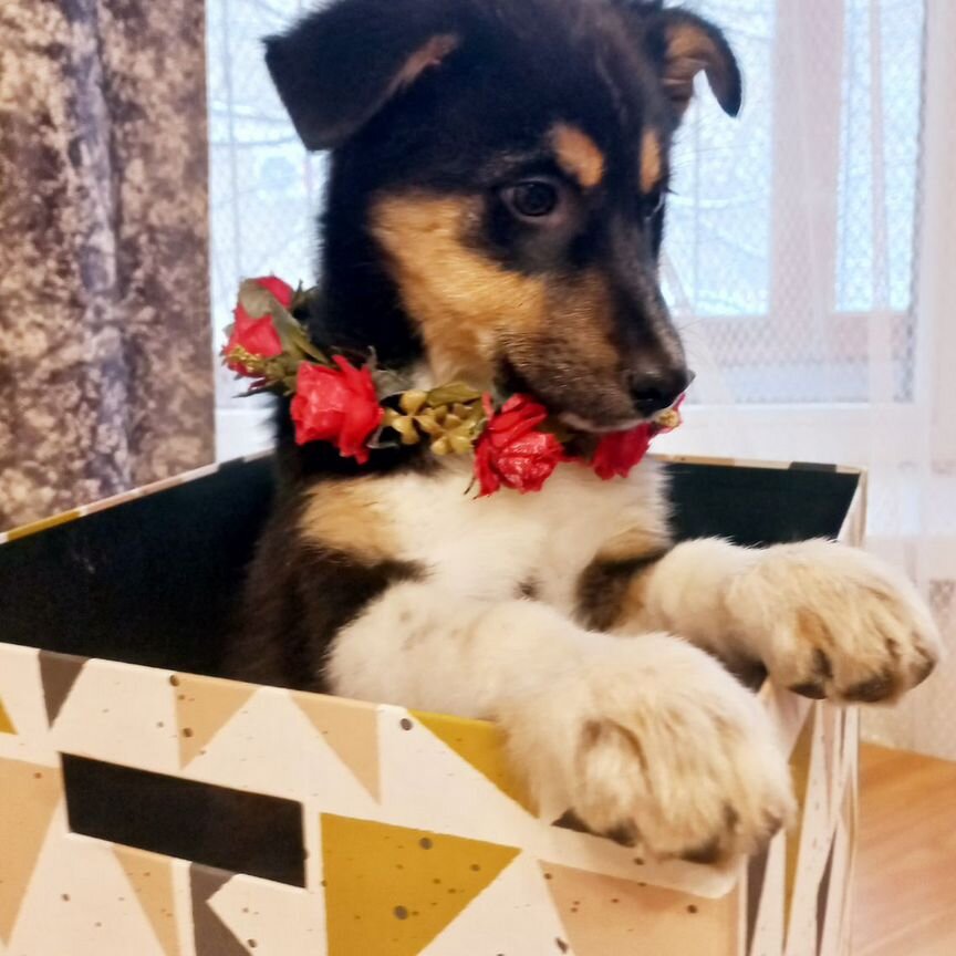 Щенок в добрые руки бесплатно