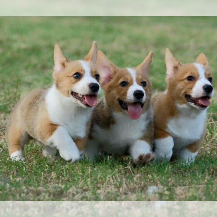 Вельш Корги Кардиган, щенок