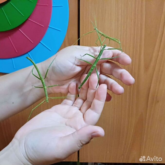 Анамский палочник