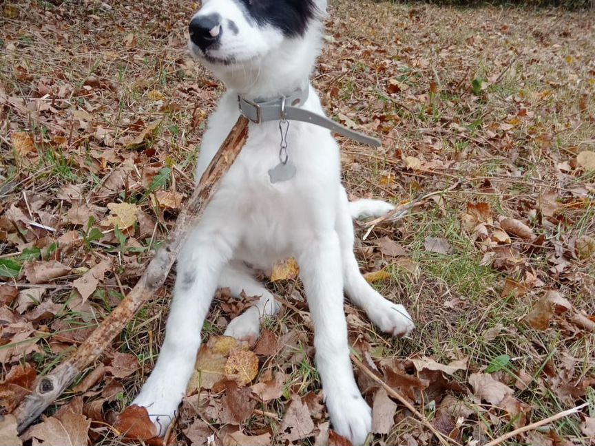 Щенок в ответственные ручки