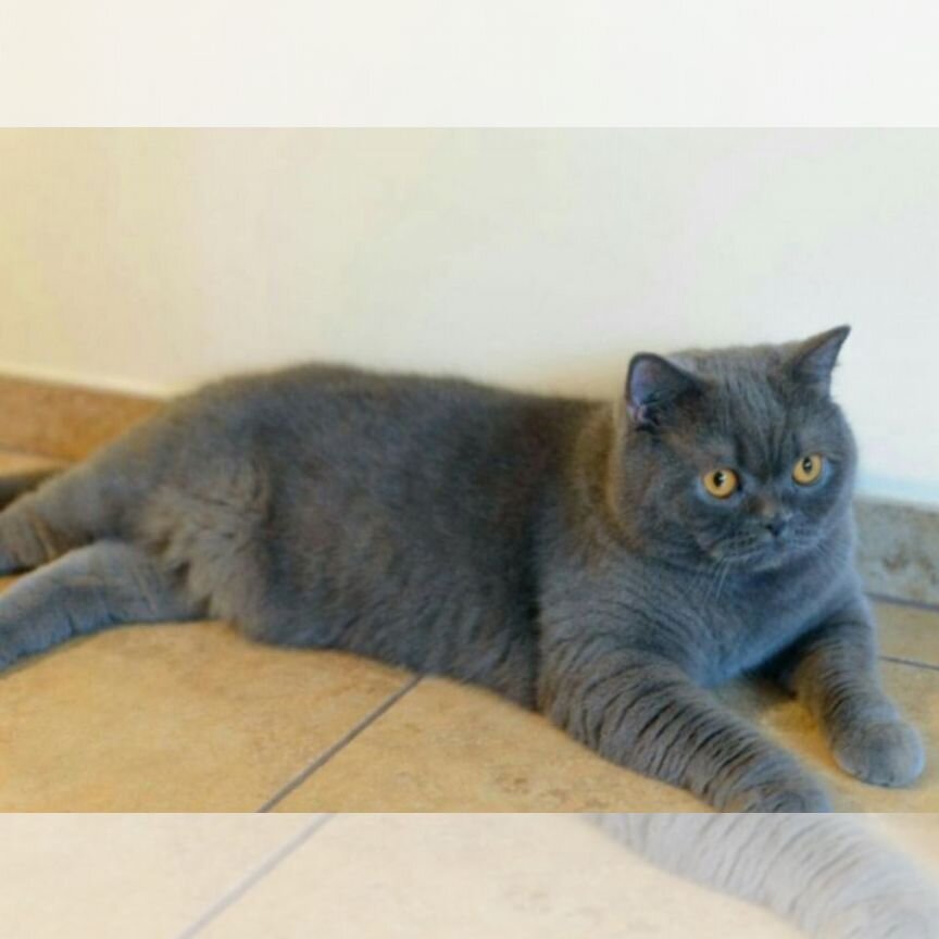 Британский короткошёрстный котёнок