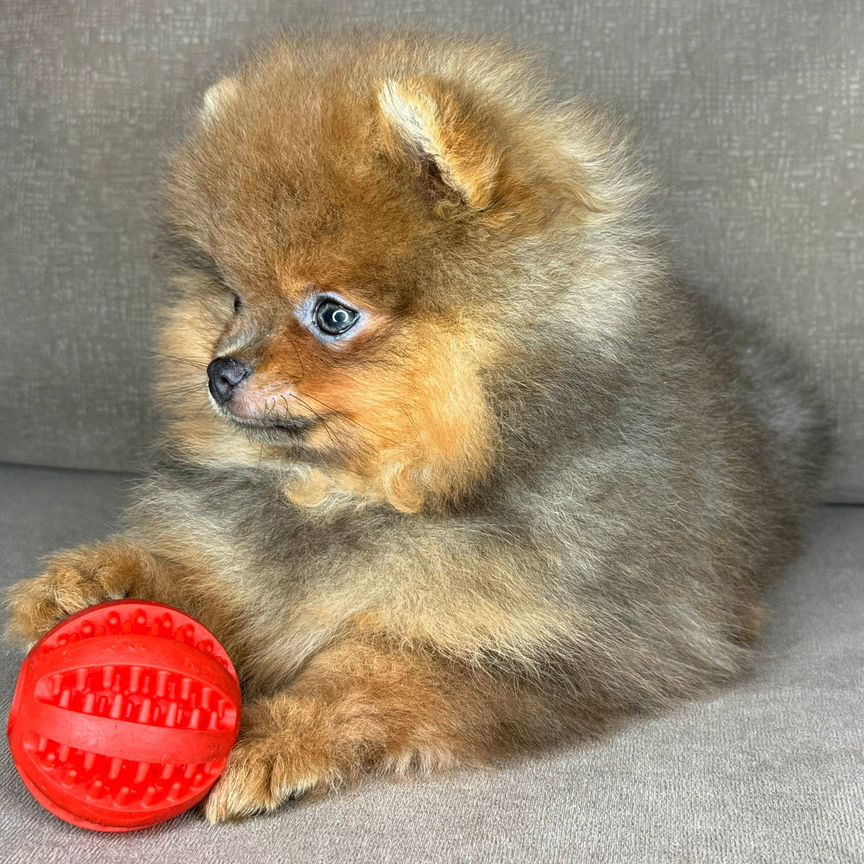 Померанский шпиц, щенок