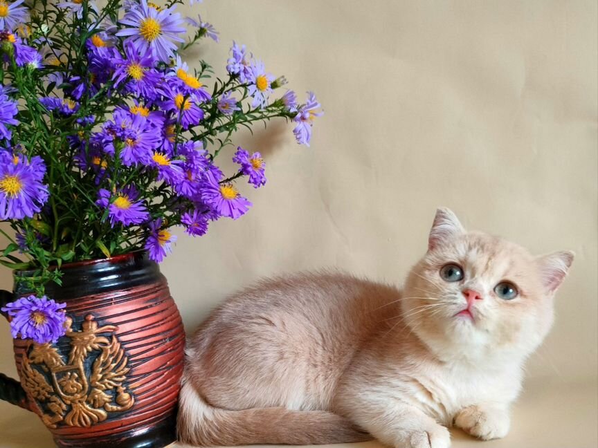 Лиловая золотая шиншилла