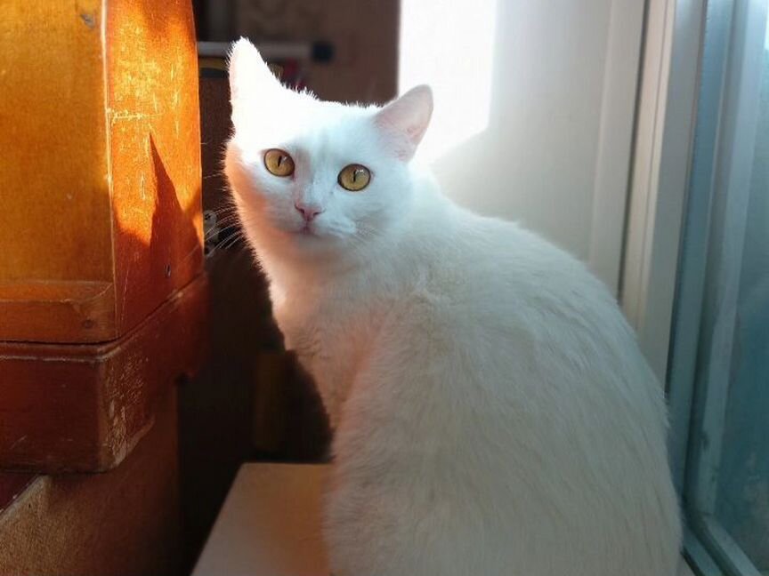 Кошечка в добрые руки