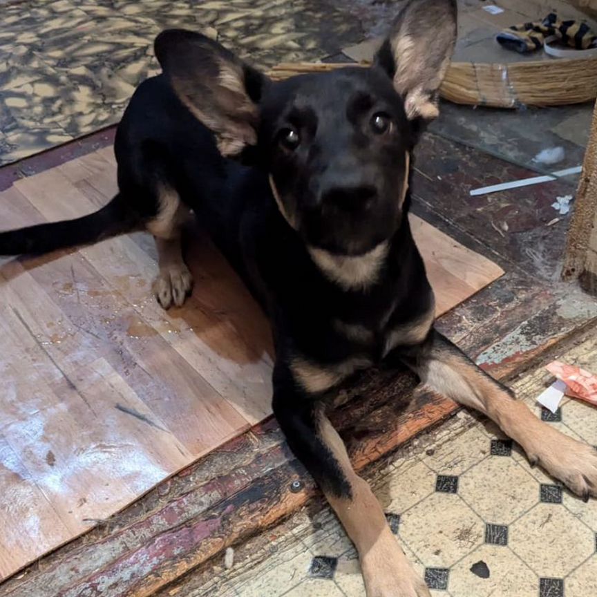 Люди бросили щенка в заброшенном общежитие