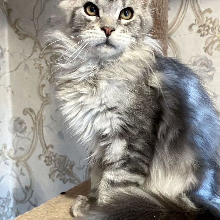 Великолепный мальчуган