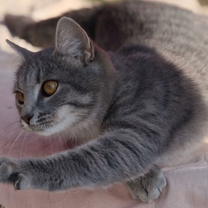 Котёнок в добрые руки