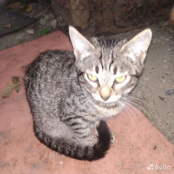 Котята девочки полосатые,мальчики рыжие