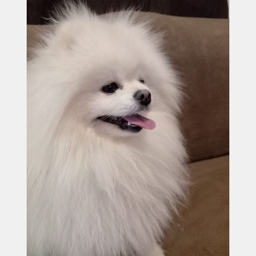 Шпиц малый. Вязка