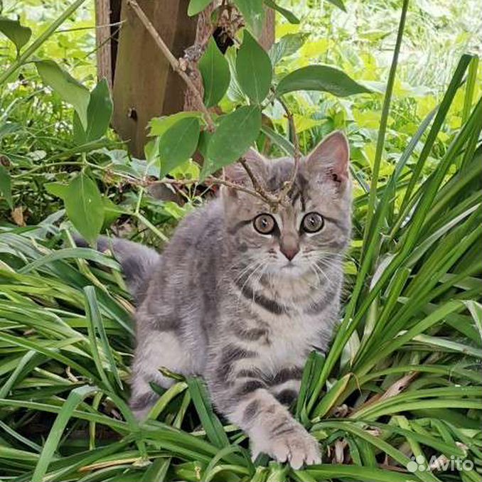 Отдам котёнка Серый котенок девочка