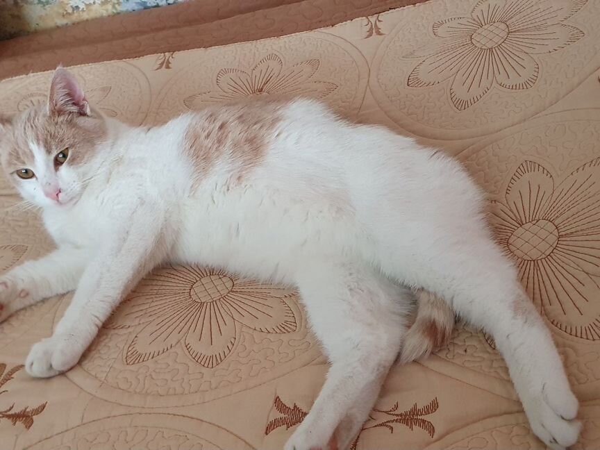 Котик-мурлыка