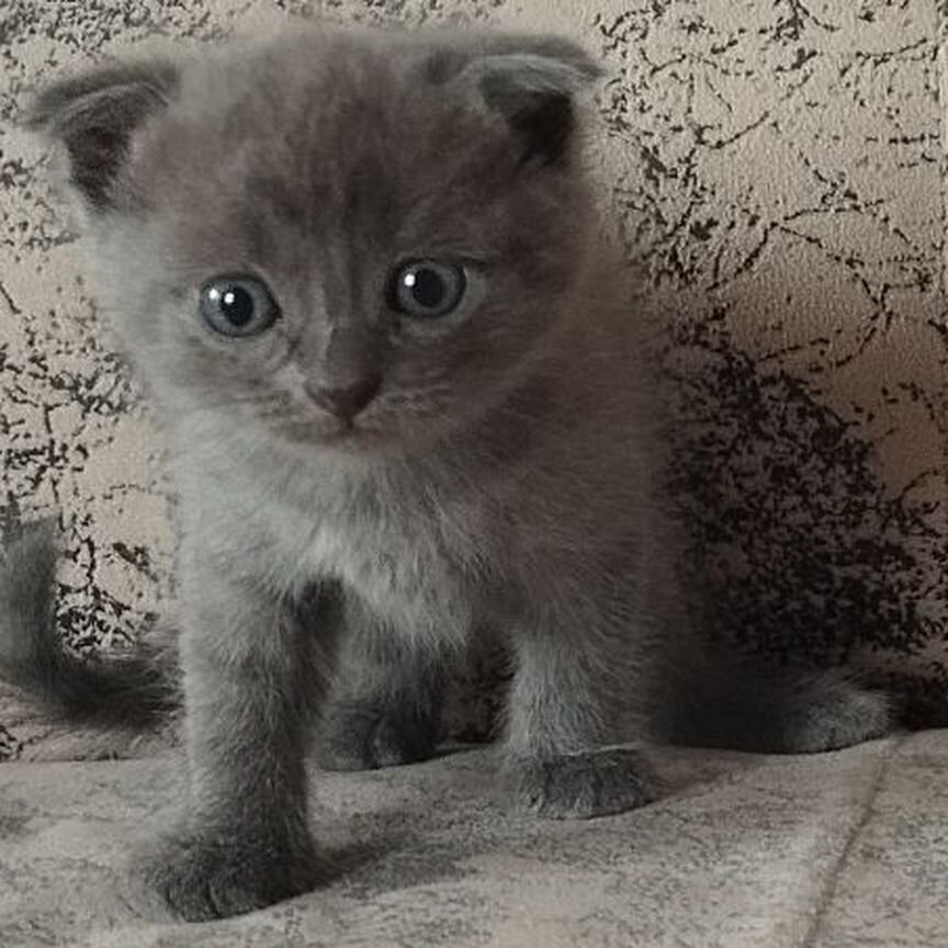 Породистые котята в добрые руки бесплатно