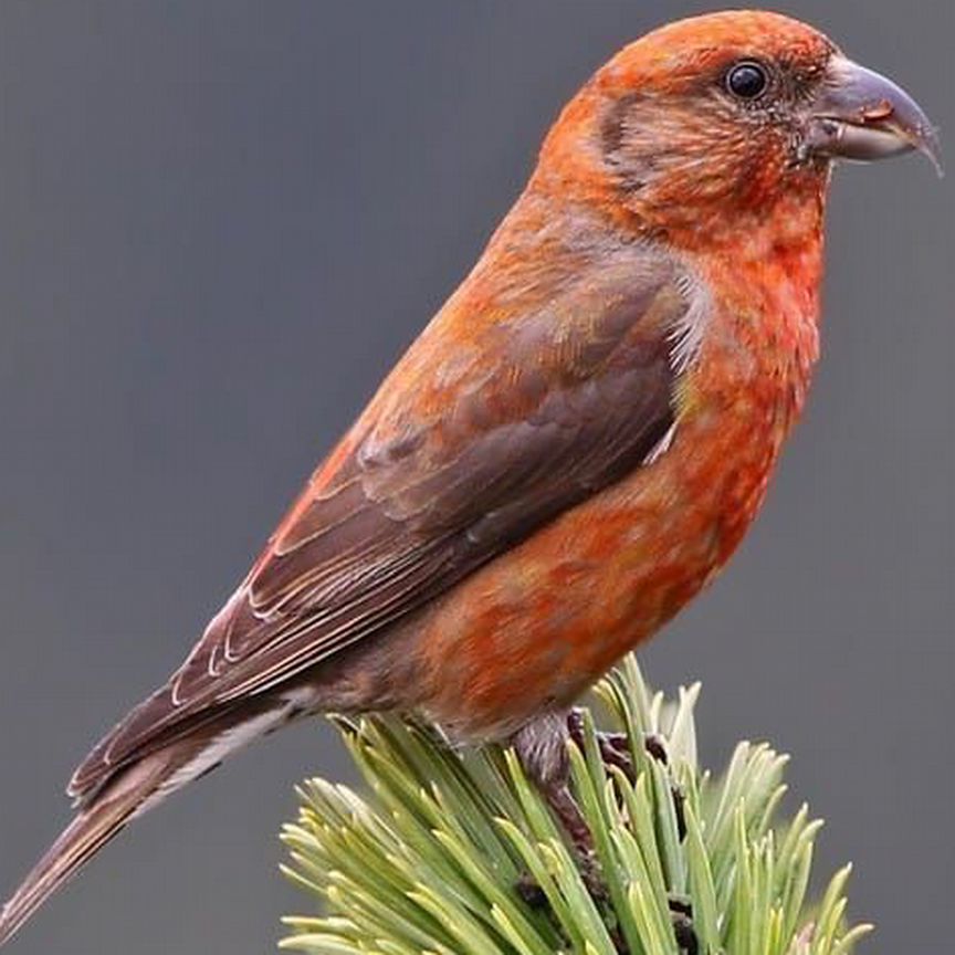 Уральский попугай