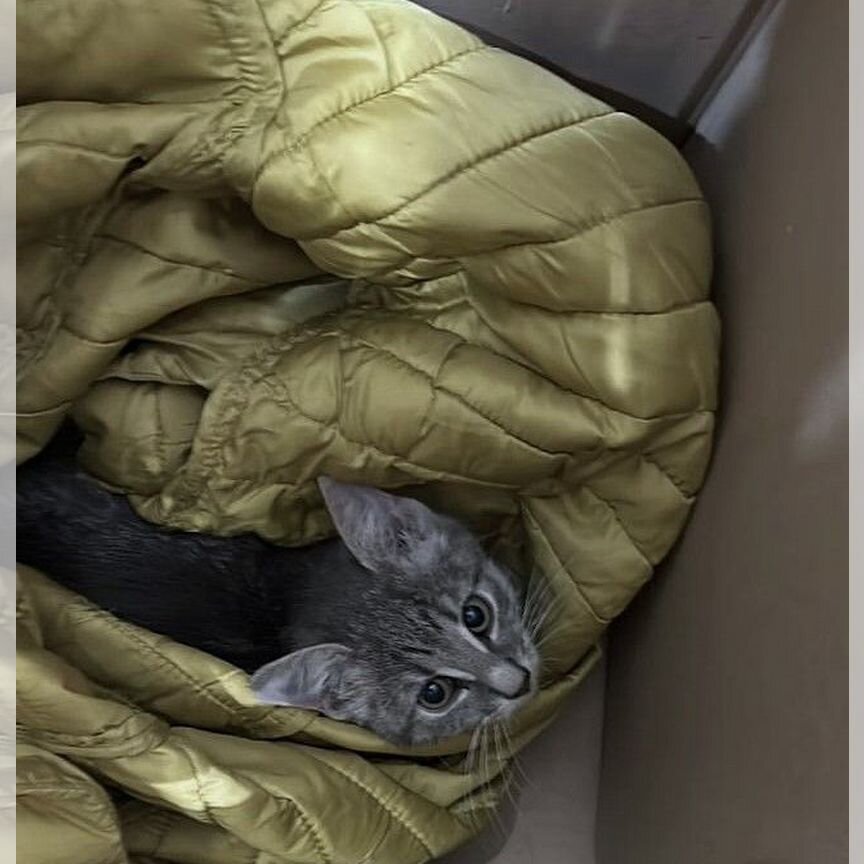 Котенок дымчатый найден в коробке