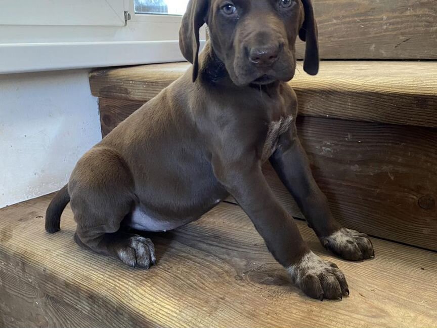 Щенки курцхаара