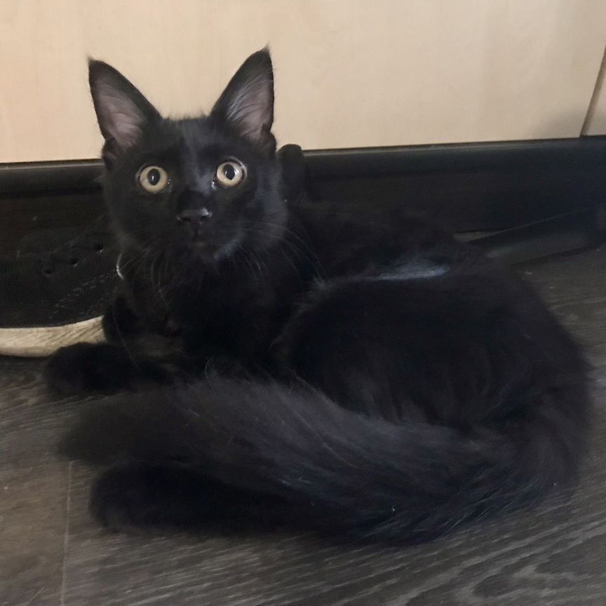 Котятенок мейн-кун в добрые руки