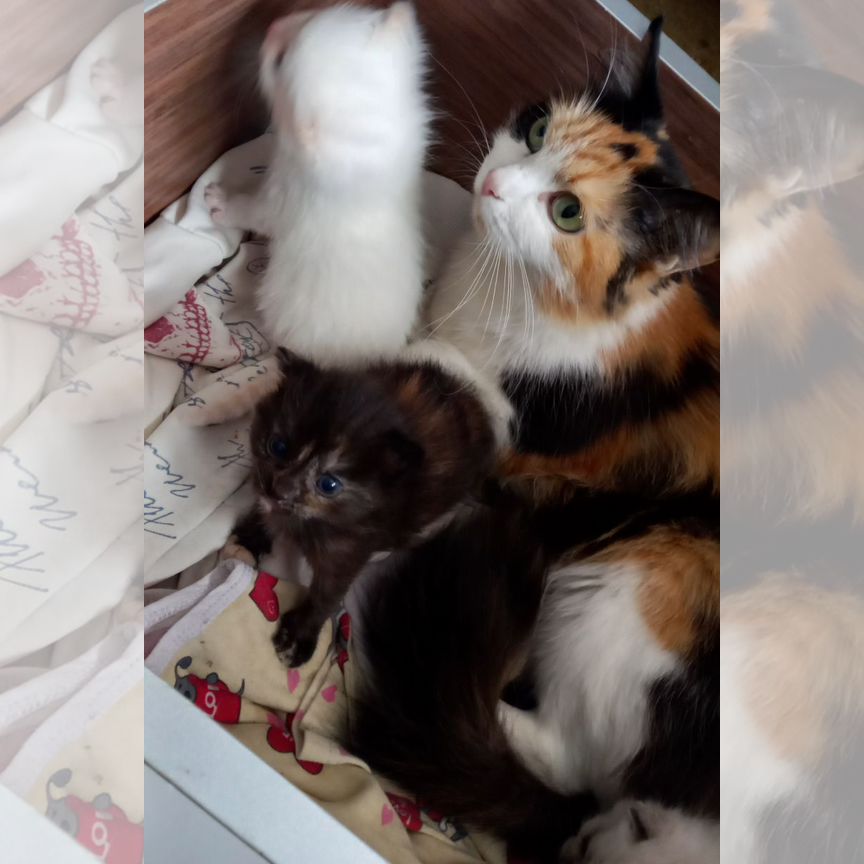 Канадский сфинкс котёнок