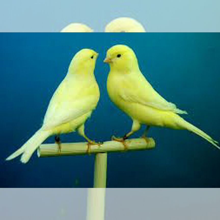 Продам кенаря