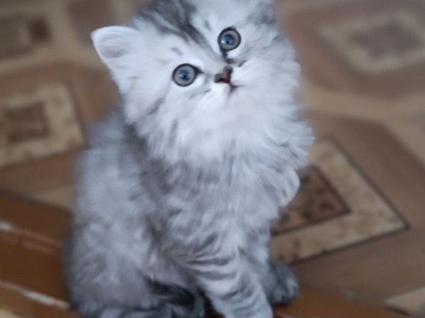 Кошечка ищет хороших хозяев