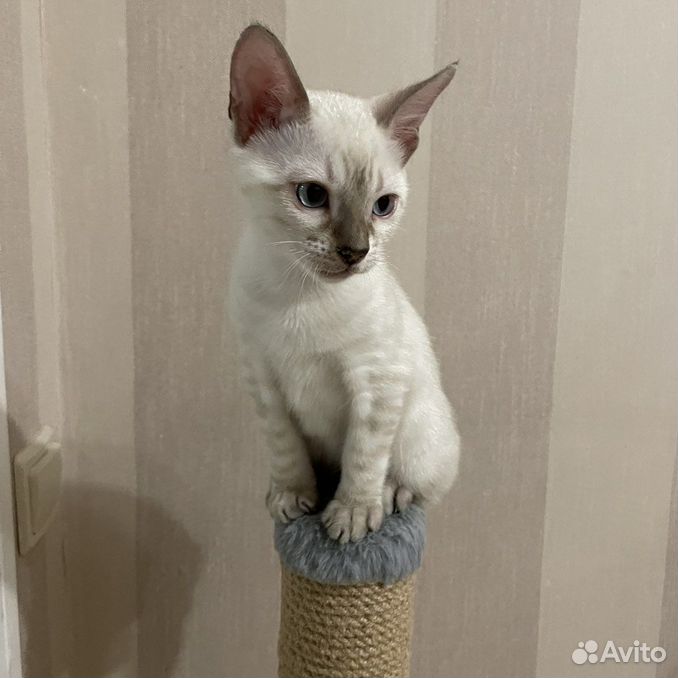 Бенгальская кошка продажа