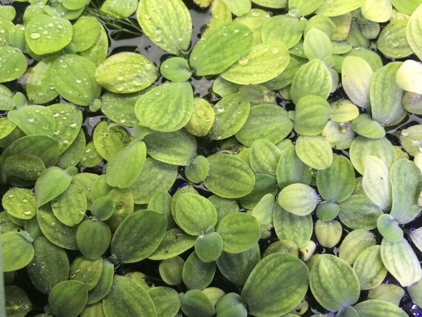 Пистия аквариум