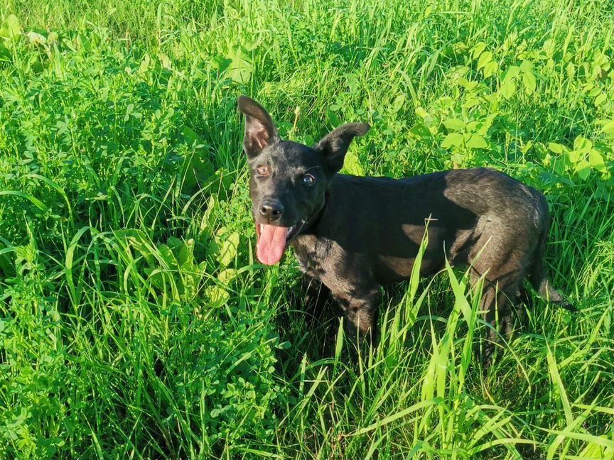 Собака в добрые руки отдам бесплатно