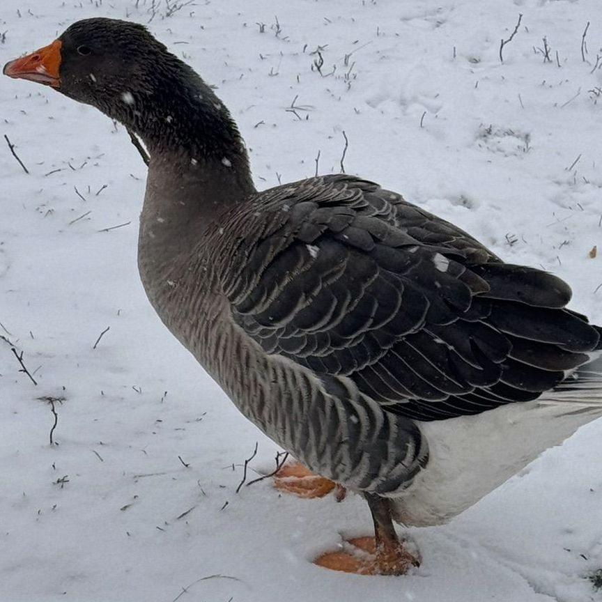 Гуси живым весом